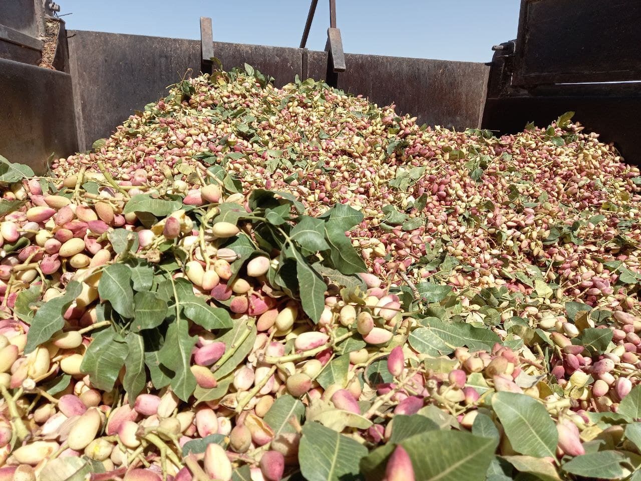 طرح توجیهی باغ پسته 2 هکتاری سال (1404) Word + pdf